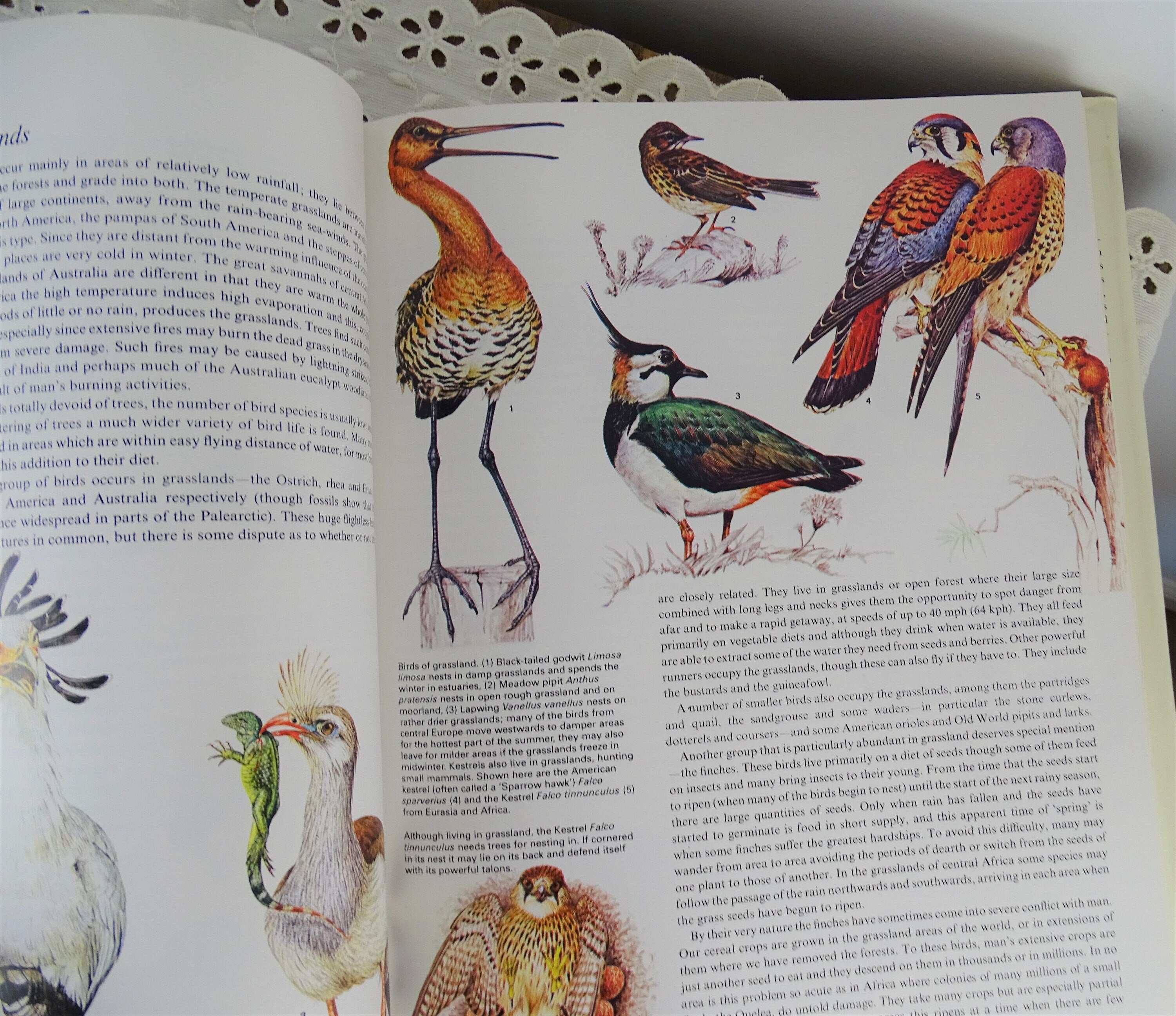Vintage Large Hardcover Bird Book Color Illustrated Bird Identification ...