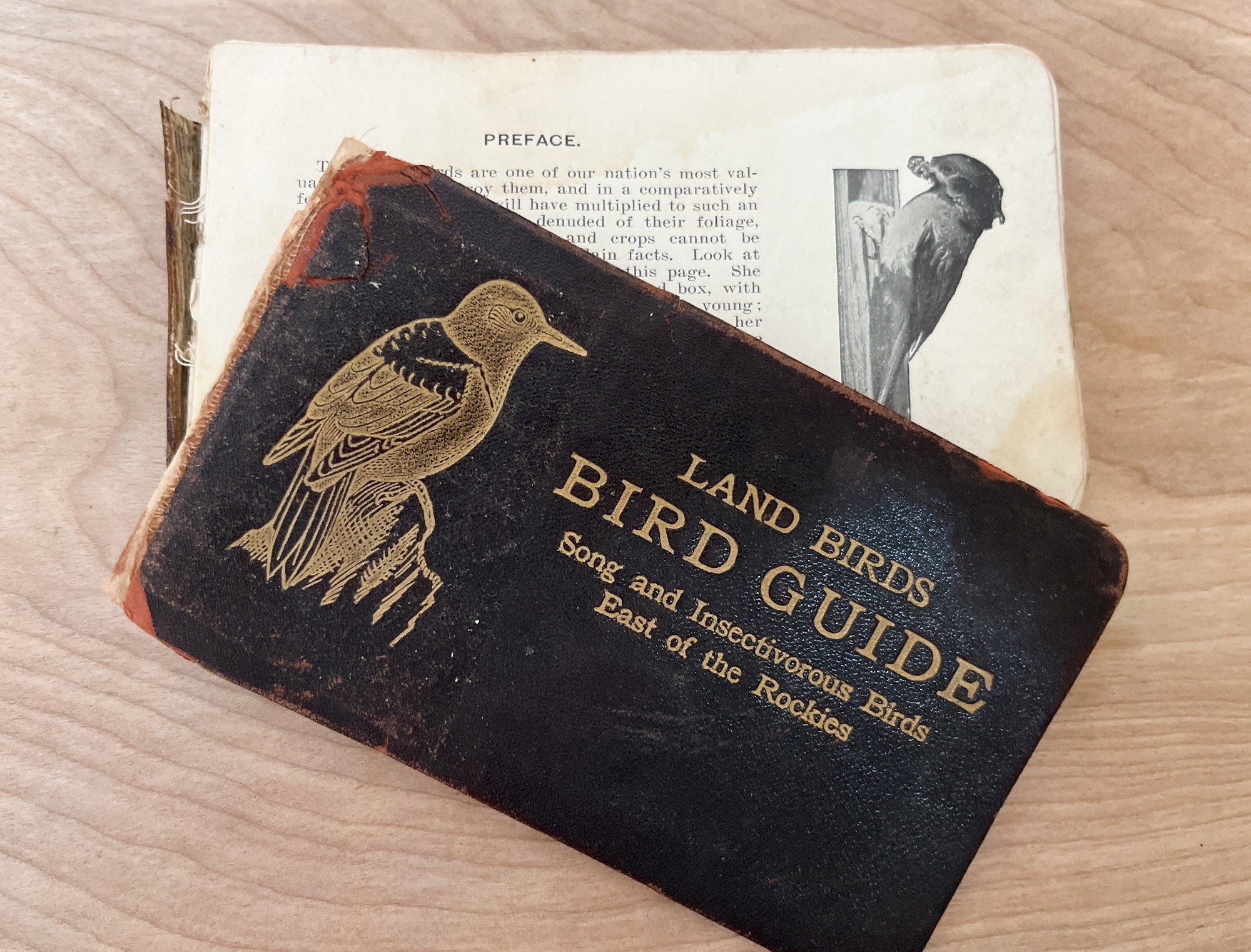 Vintage Land Birds Bird Guide: Song and Insectivorous Birds East of The ...