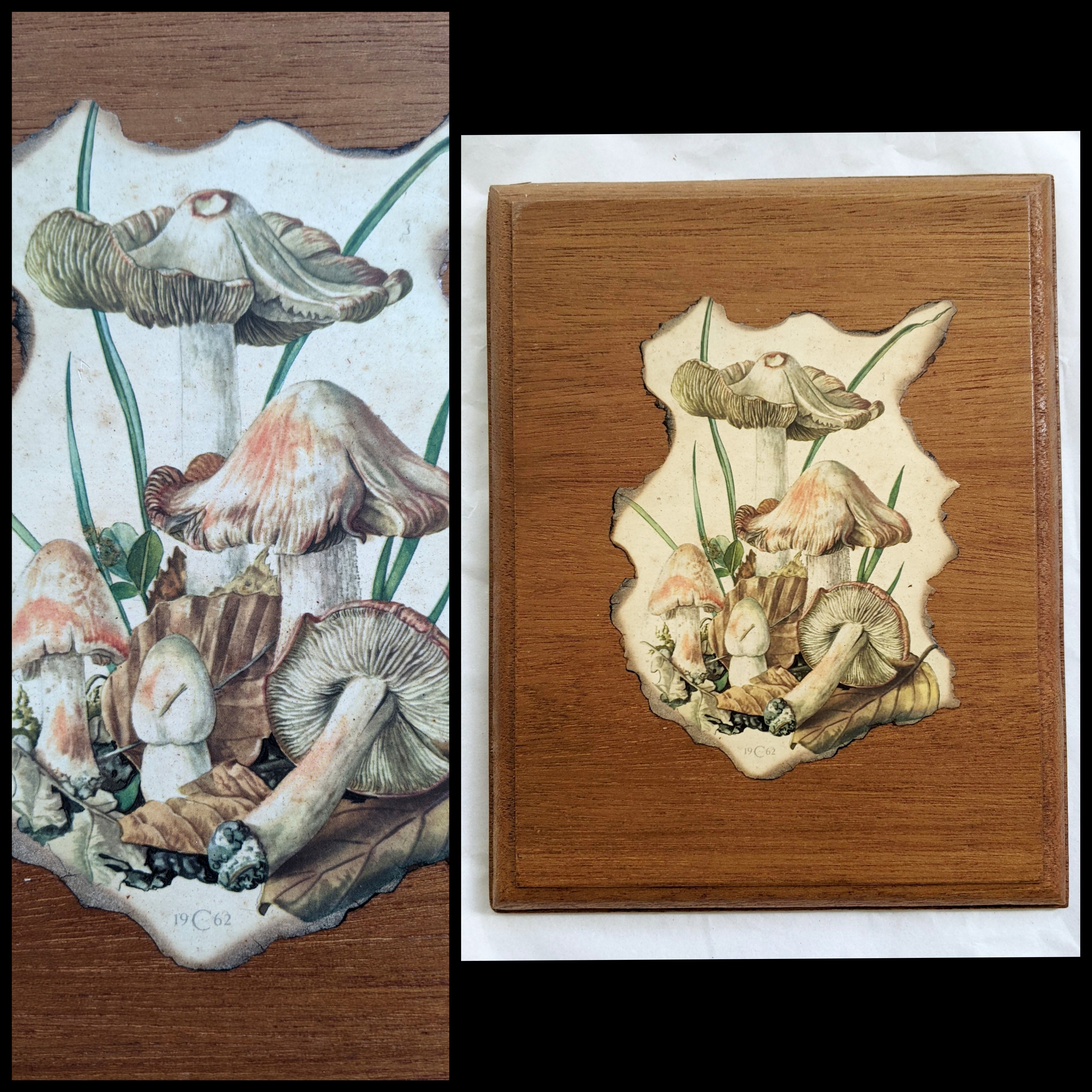Vintage 60s/70s 1962 Claus Caspari Deadly Fibrecap Mushroom Plaque ...