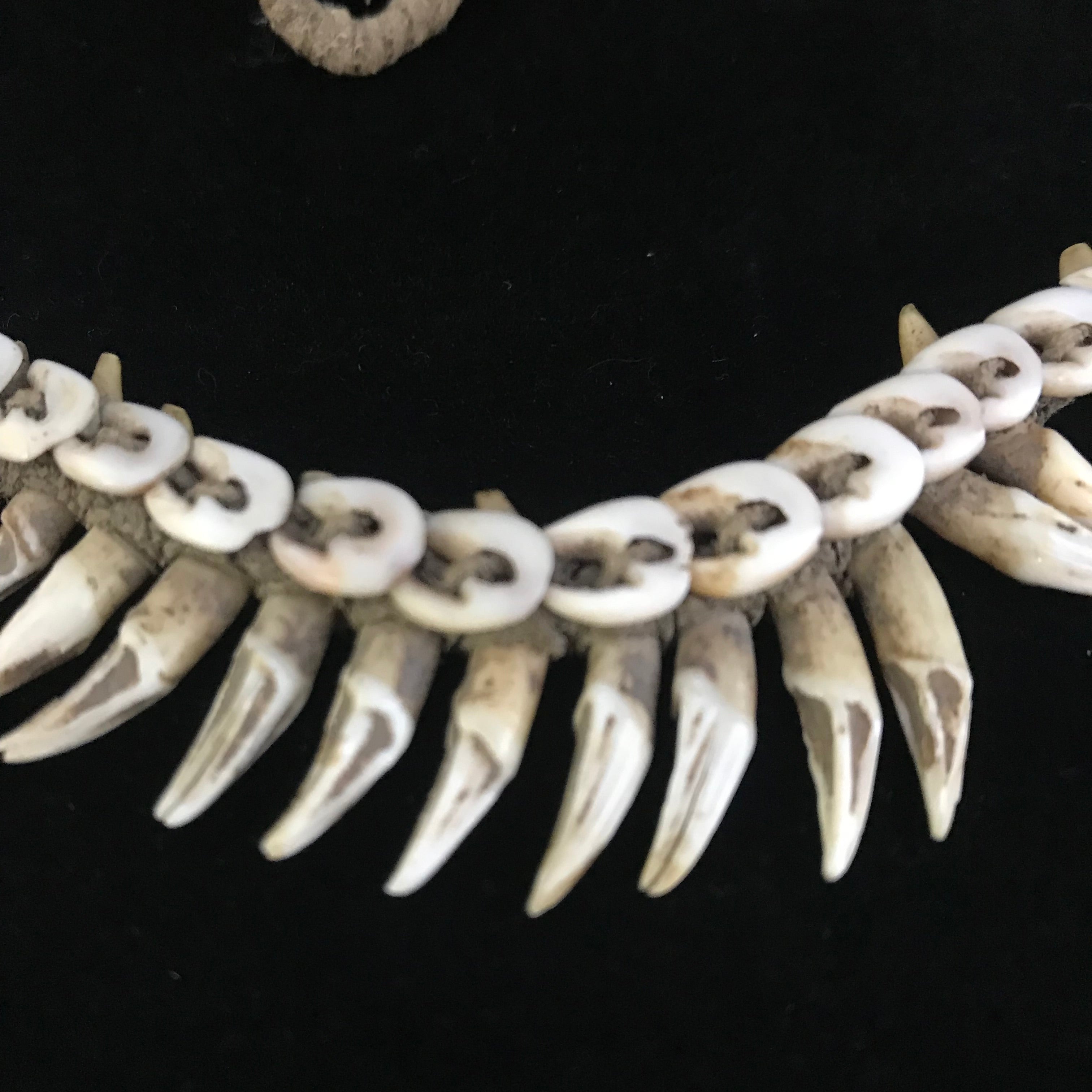 Vintage 60s Png Dog Tooth Necklace Tribal Dog Tooth Necklace | Shop ...
